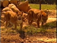 Tigon | Animals Wiki | Fandom