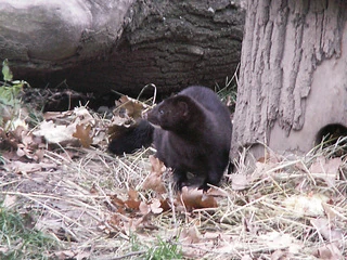 American Mink | Animals Wiki | Fandom