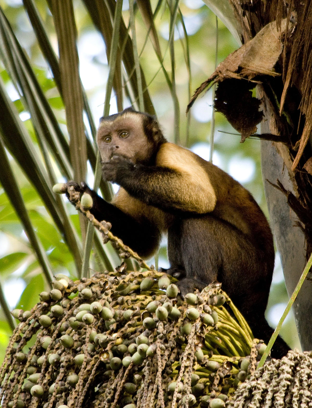 Tufted Capuchin | Animals Wiki | Fandom