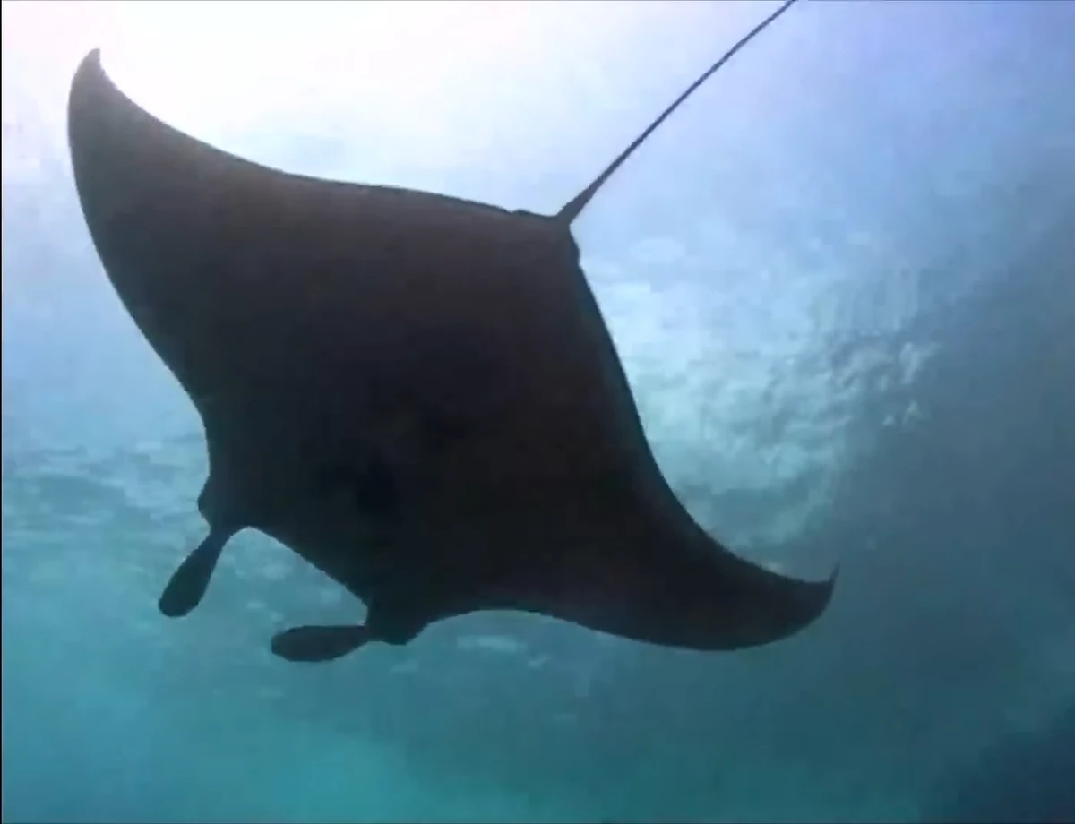 Japanese Butterfly Ray | Animals Wiki | Fandom