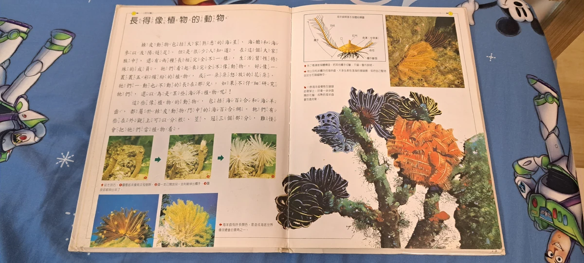 List of Species in New Knowledge Echinoderms | Animals Wiki | Fandom