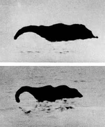 Morgawr | Animals Wiki | Fandom