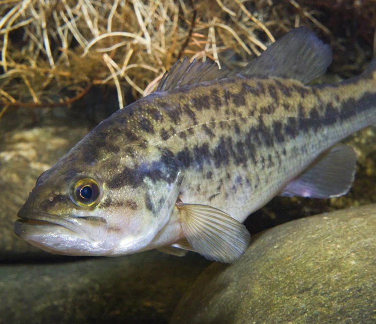 Largemouth Bass | Animals Wiki | Fandom