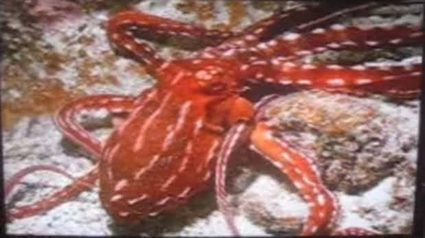 Starry Night Octopus | Animals Wiki | Fandom