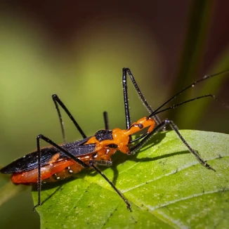 Assassin Bug | Animals Wiki | Fandom
