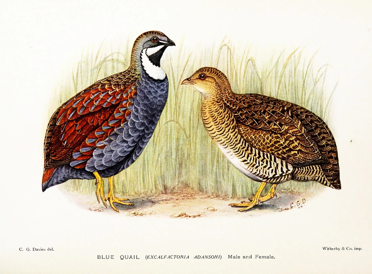 African Blue Quail | Animals Wiki | Fandom