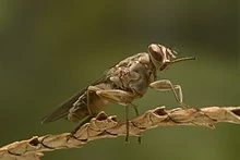 Tsetse Fly | Animals Wiki | Fandom