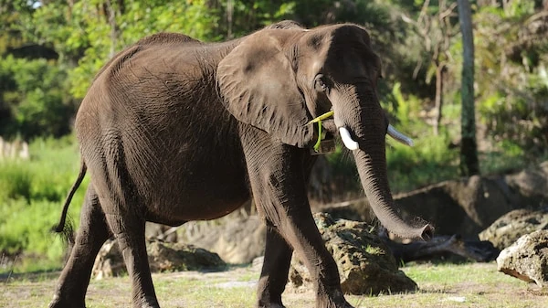 Category:Go Diego Go Animals | Animals Wiki | Fandom