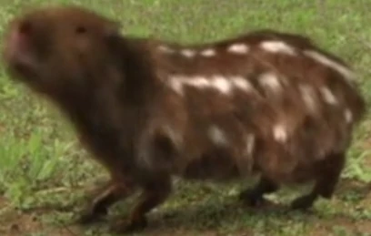 Neochoerus | Animals Wiki | Fandom