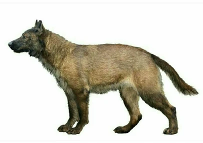 Paleolithic Dog | Animals Wiki | Fandom