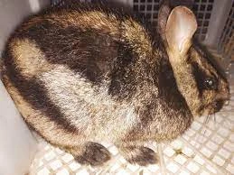 Brazilian Striped Rabbit | Animals Wiki | Fandom