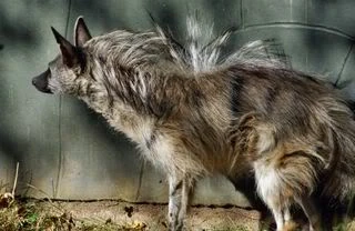 Aardwolf | Animals Wiki | Fandom