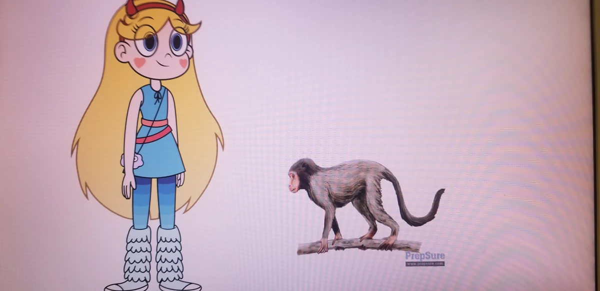 Apidium | Animals Wiki | Fandom