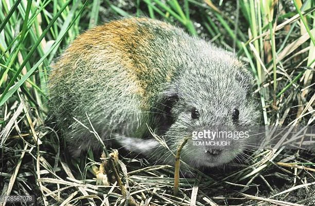 North American Brown Lemming | Animals Wiki | Fandom