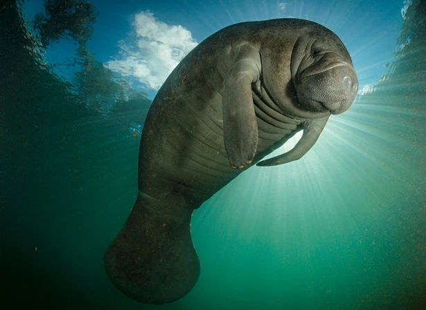 West Indian Manatee | Animals Wiki | Fandom