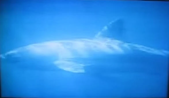 Sharptooth Smooth-Hound | Animals Wiki | Fandom