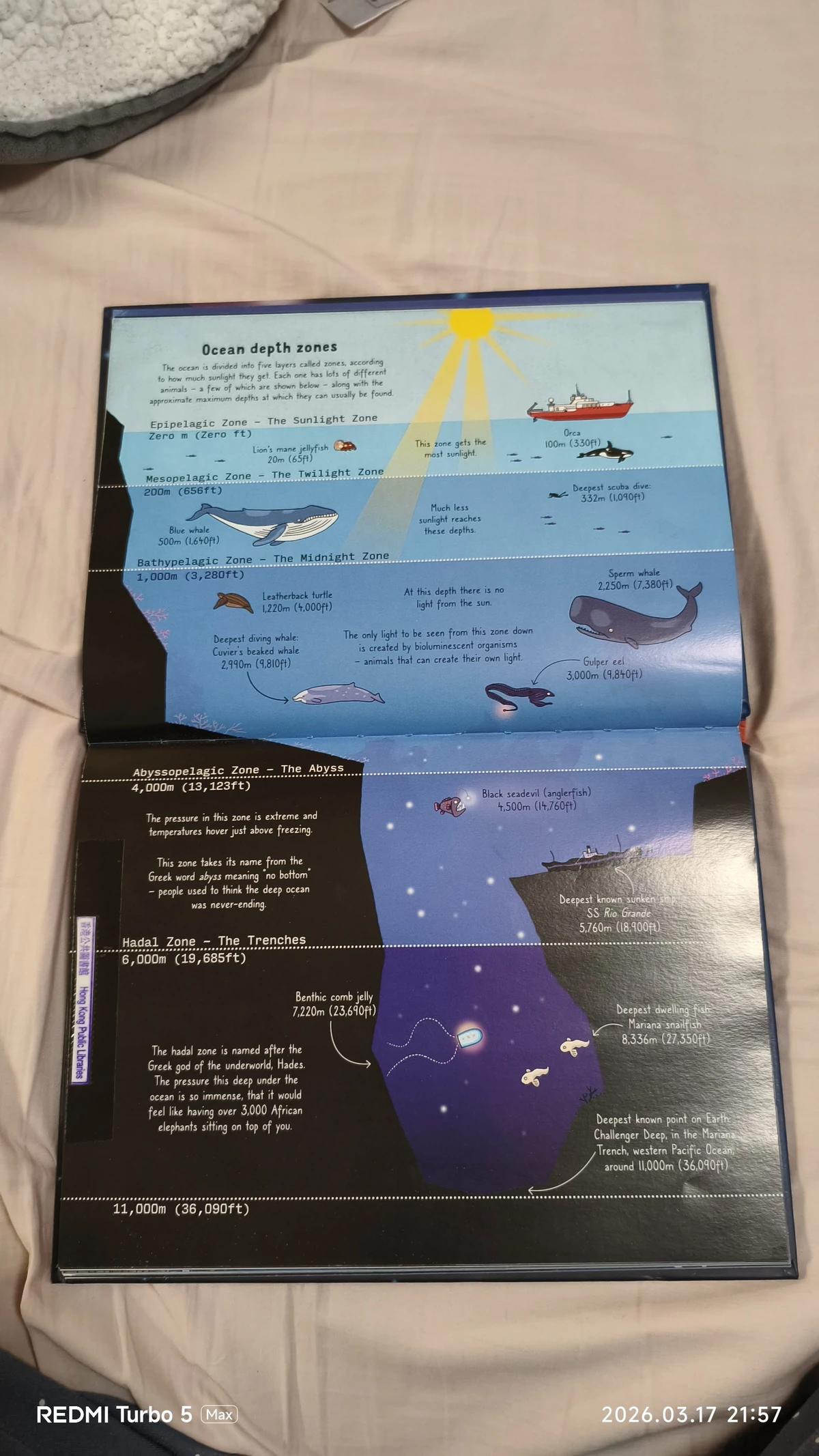 List of Species in 24 Hours Under the Ocean | Animals Wiki | Fandom
