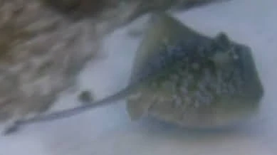 Blue Stingray | Animals Wiki | Fandom