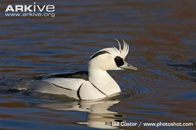 Smew | Animals Wiki | Fandom