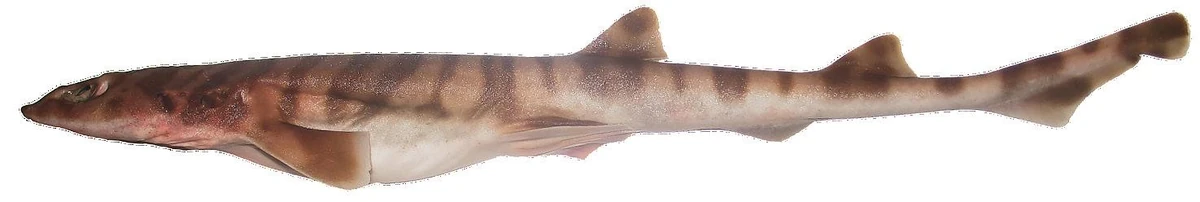 Quagga Catshark | Animals Wiki | Fandom