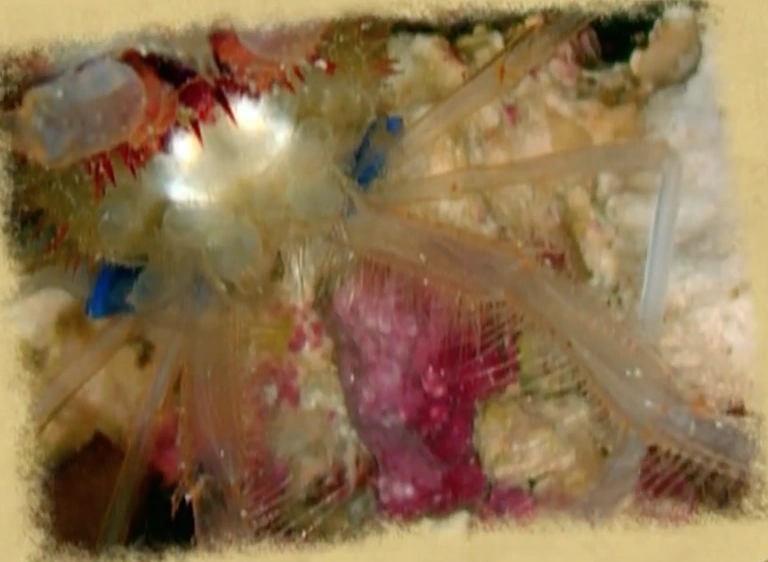 Devaney's Boxing Shrimp | Animals Wiki | Fandom