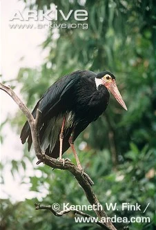 Storm's Stork | Animals Wiki | Fandom