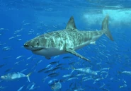 Finding Nemo (NatureRules1 Version) | Animals Wiki | Fandom