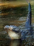 Finding Nemo (NatureRules1 Version) | Animals Wiki | Fandom