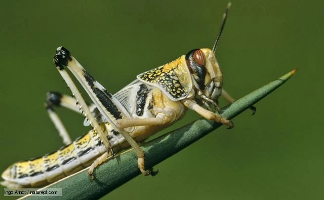 Desert Locust | Animals Wiki | Fandom