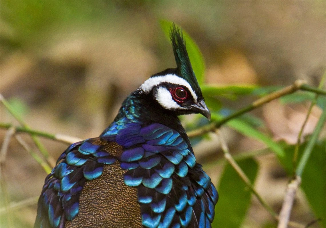Palawan Peacock-pheasant | Animals Wiki | Fandom