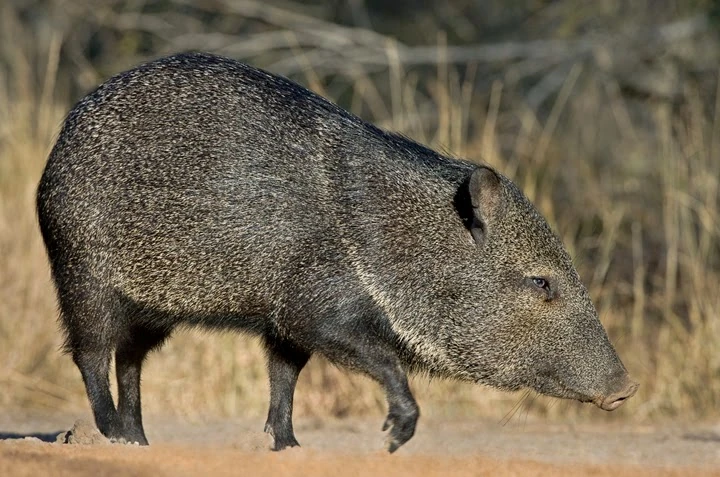 Category:Peccaries | Animals Wiki | Fandom