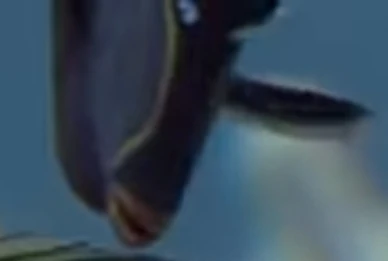 Orangespine Unicornfish | Animals Wiki | Fandom