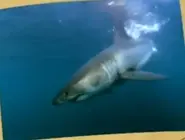 Blacktailed Spurdog | Animals Wiki | Fandom