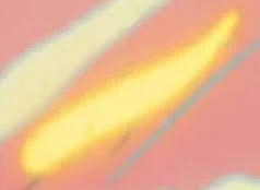 Frilled Pygmy Octopus | Animals Wiki | Fandom