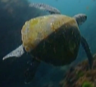 Aubry's Flapshell Turtle | Animals Wiki | Fandom