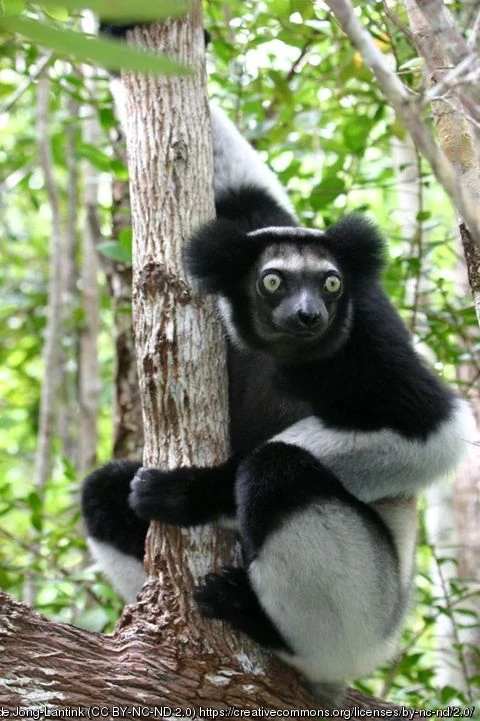 Indri | Animals Wiki | Fandom