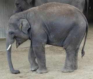 Sumatran Elephant | Animals Wiki | Fandom