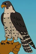 Peregrine Falcon | Animals Wiki | Fandom