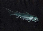 Climatius | Animals Wiki | Fandom