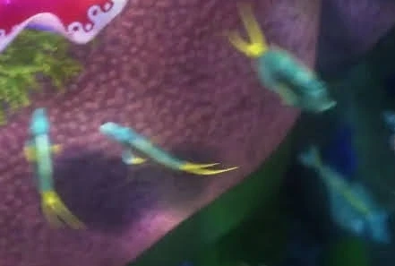 Sailor's Grunt | Animals Wiki | Fandom