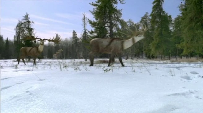 Irish Elk | Animals Wiki | Fandom