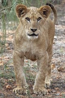 The Lion King (NatureRules1 and AnimalsRule2004 Version) | Animals Wiki ...