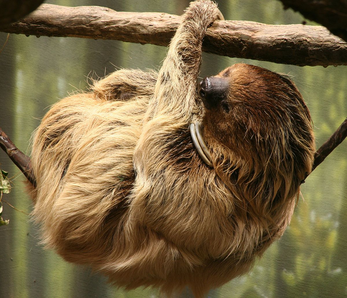 Southern Two-toed Sloth | Animals Wiki | Fandom