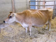 Domestic Cattle | Animals Wiki | Fandom