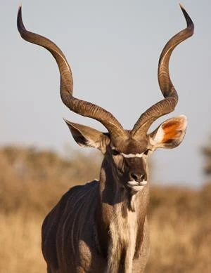 Greater Kudu | Animals Wiki | Fandom