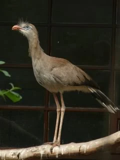 Red-legged Seriema | Animals Wiki | Fandom