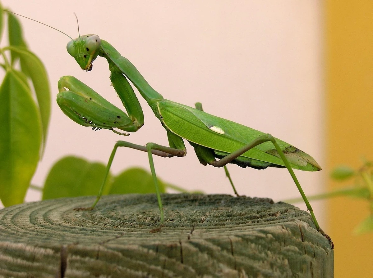 Praying Mantis | Animals Wiki | Fandom