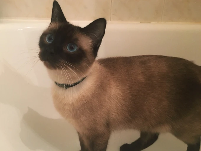 Category:Domestic Cat Subspecies | Animals Wiki | Fandom