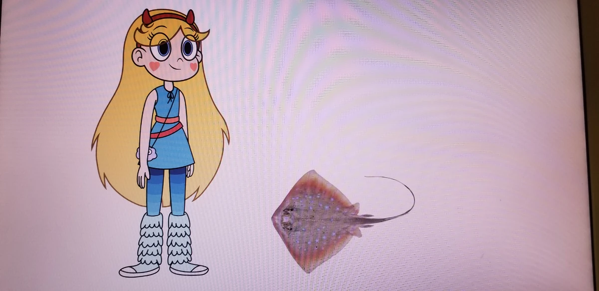 Neotrygon Australiae | Animals Wiki | Fandom