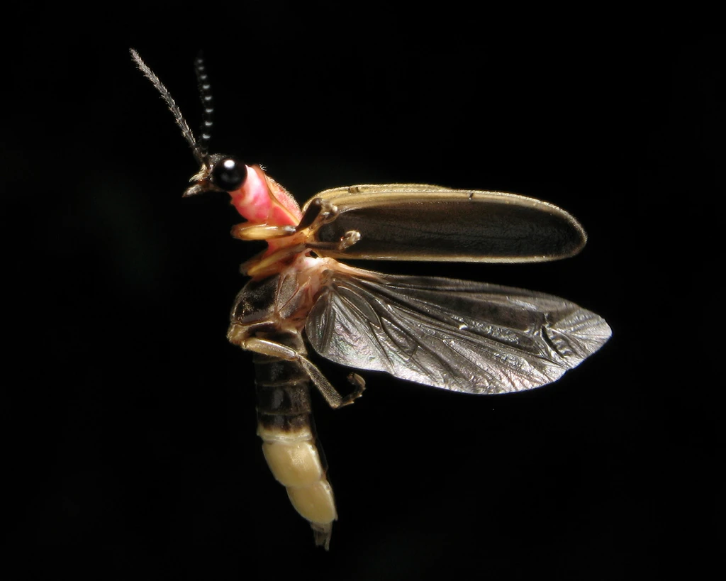Firefly | Animals Wiki | Fandom